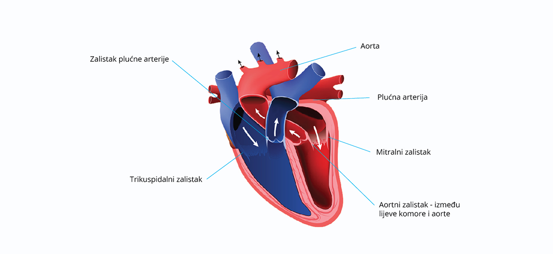 Zatajivanje srca: Kako radi zdravo srce?